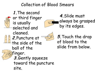 Lab 12 blood film | PPT