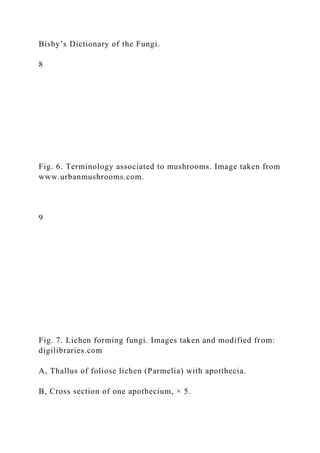 Lab 12 Building Phylogenies Objectives .docx | Reptiles | Pets