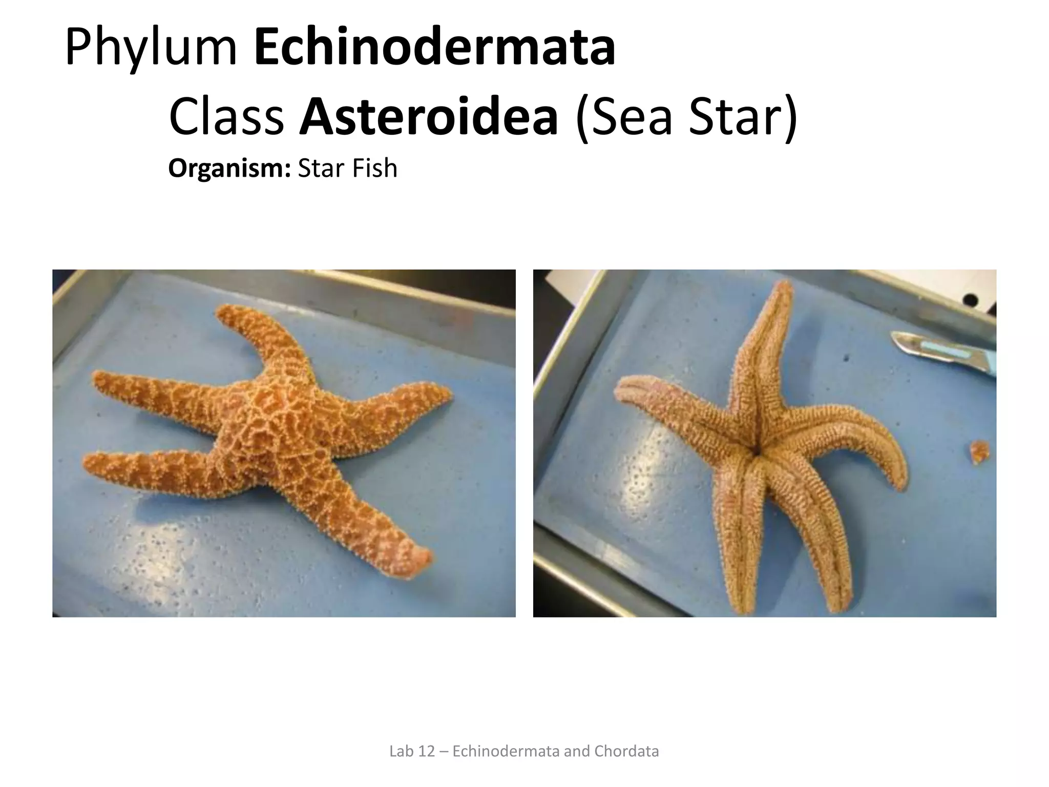 Lab 12 – echinodermata and chordata | PPTX