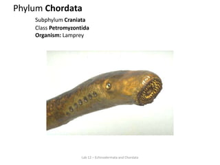 Lab 12 – echinodermata and chordata | PPTX