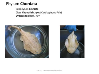 Lab 12 – echinodermata and chordata | PPTX