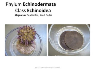 Lab 12 – echinodermata and chordata | PPTX