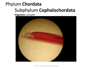 Lab 12 – echinodermata and chordata | PPTX