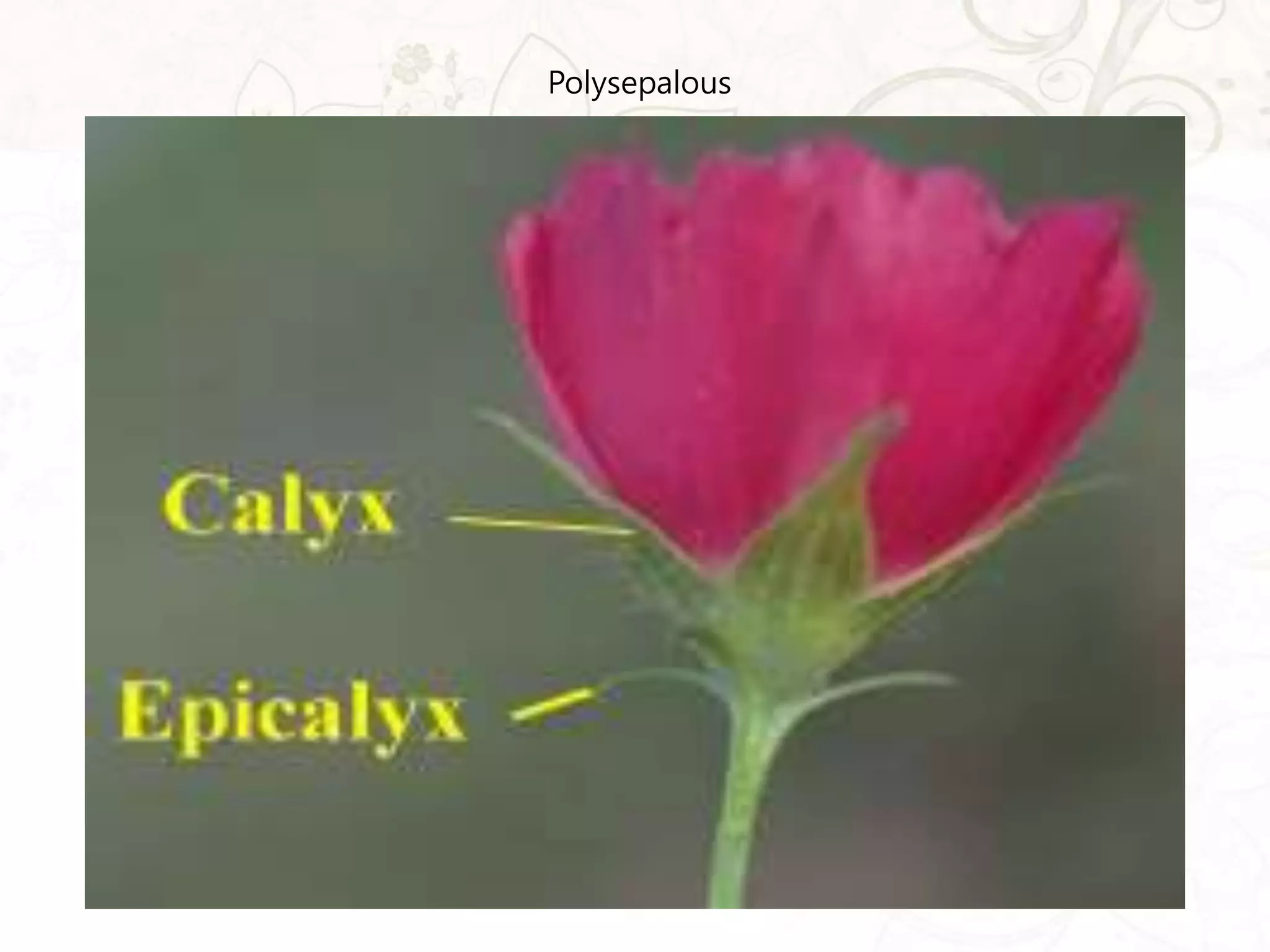 Flowers: Introduction , clove | PPTX