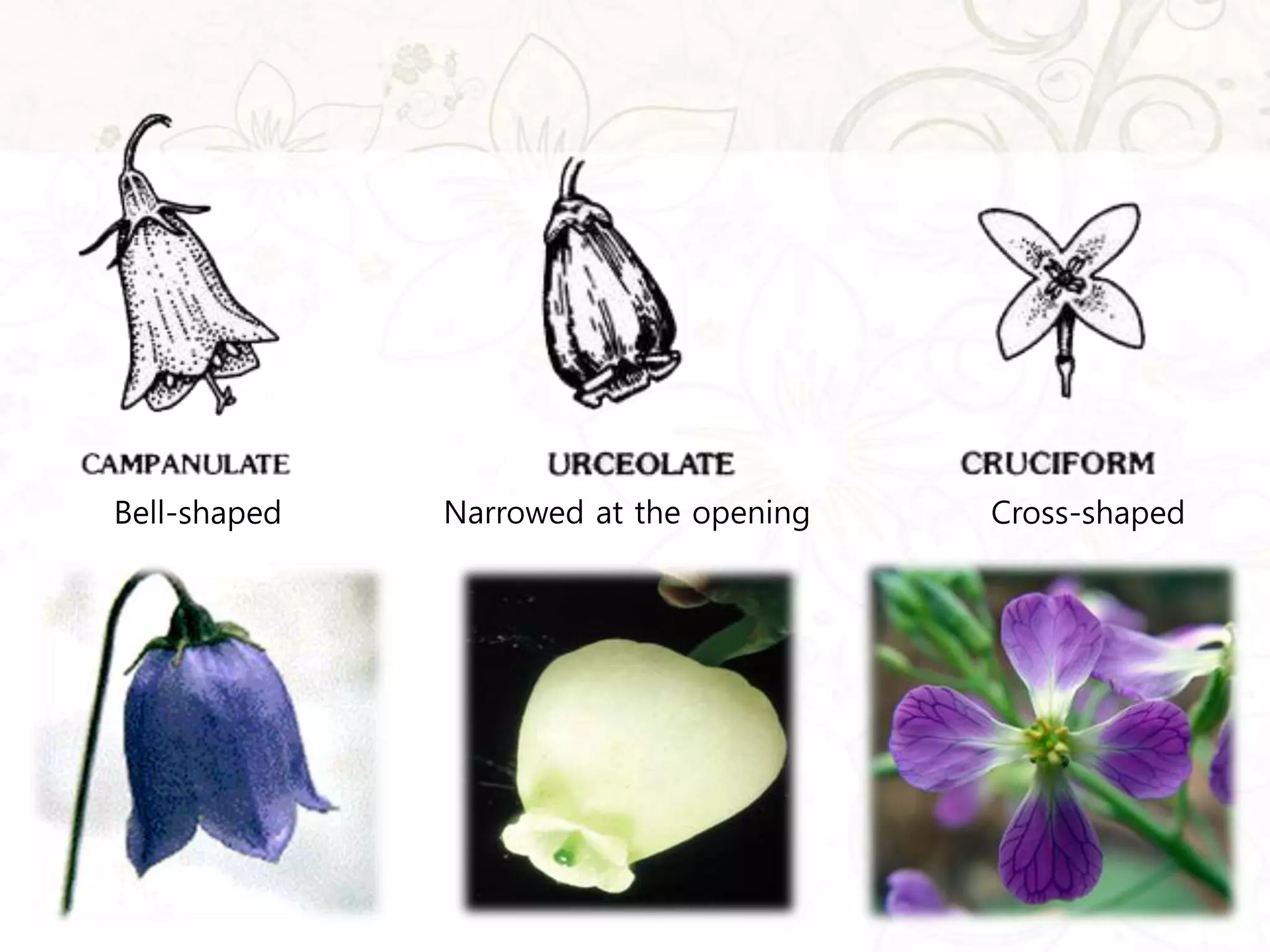 Flowers: Introduction , clove | PPTX