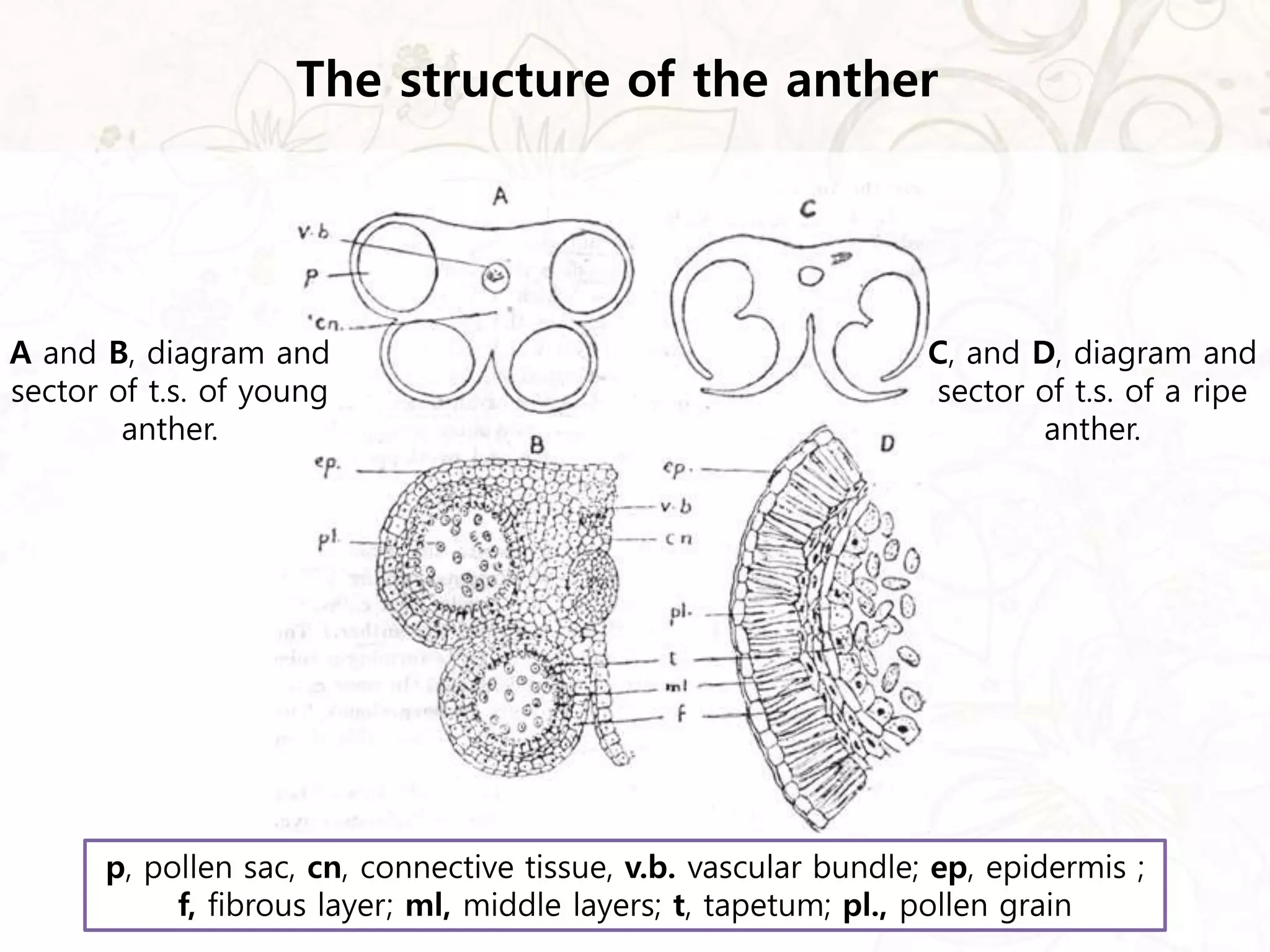 Flowers: Introduction , clove | PPTX