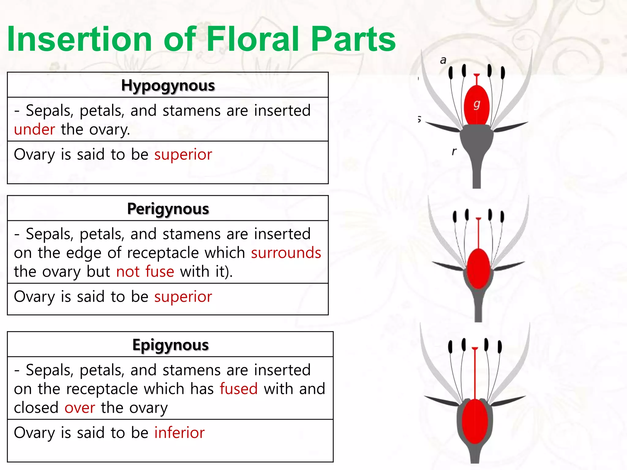 Flowers: Introduction , clove | PPTX