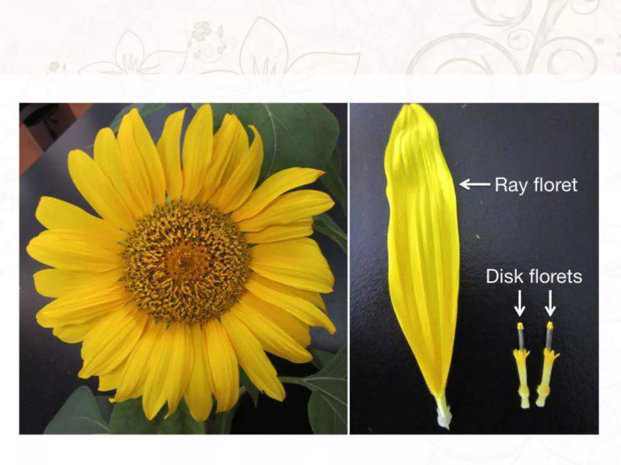 Flowers: Introduction , clove | PPTX