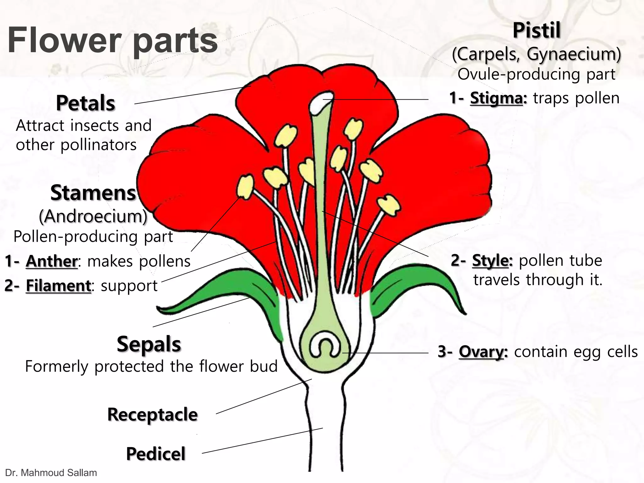 Flowers: Introduction , clove | PPTX