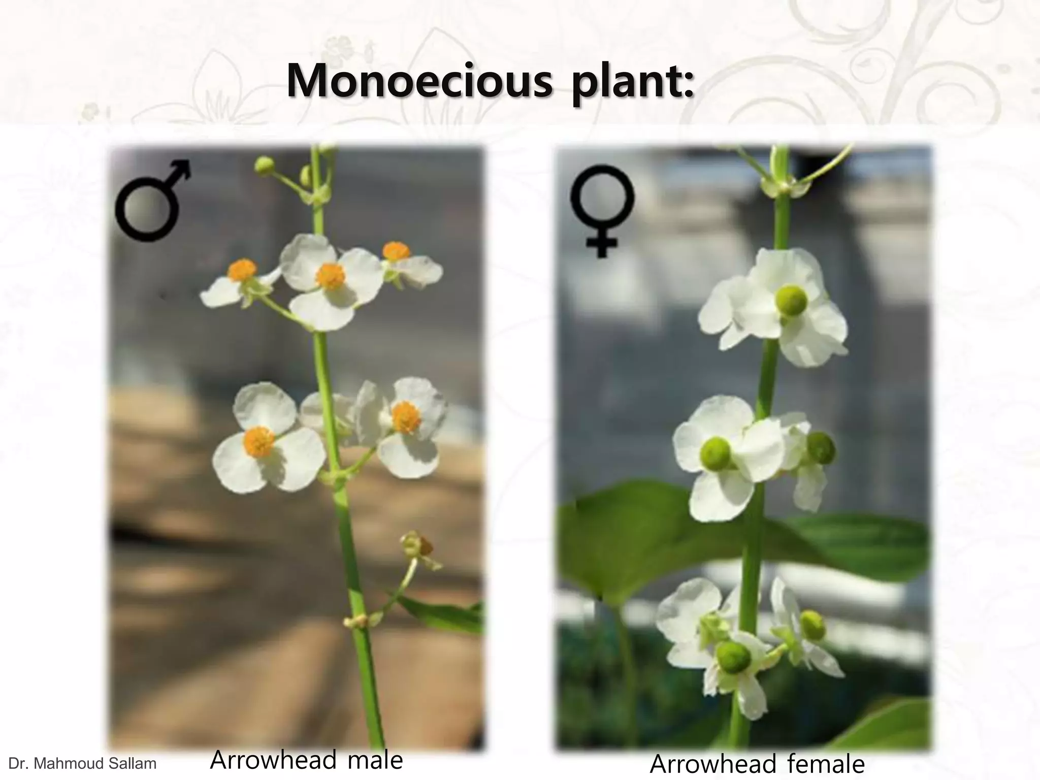 Flowers: Introduction , clove | PPTX