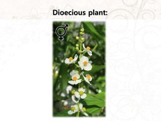 Flowers: Introduction , clove | PPTX