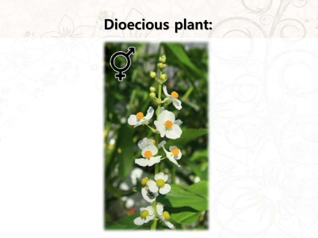 Flowers: Introduction , clove | PPTX