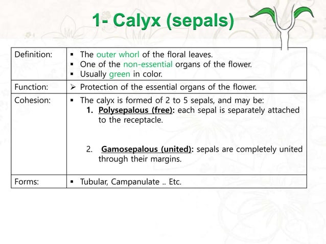 Flowers: Introduction , clove | PPTX