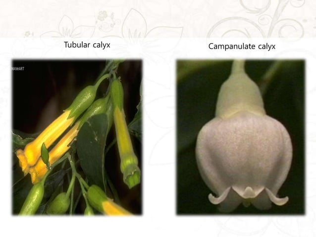 Flowers: Introduction , clove | PPTX