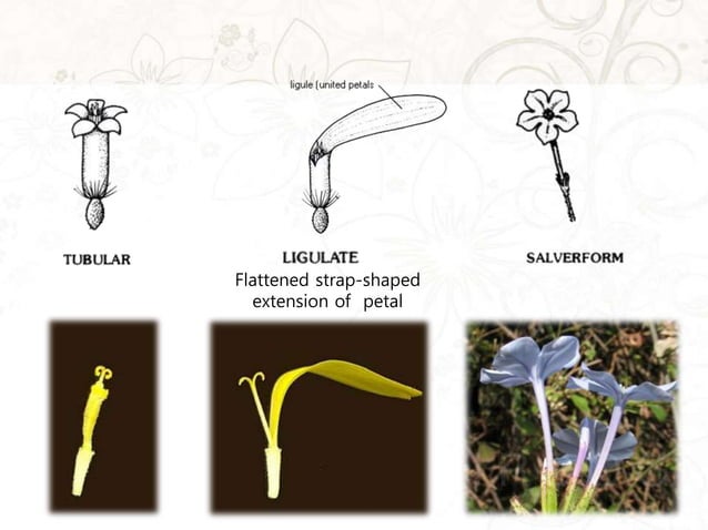 Flowers: Introduction , clove | PPTX