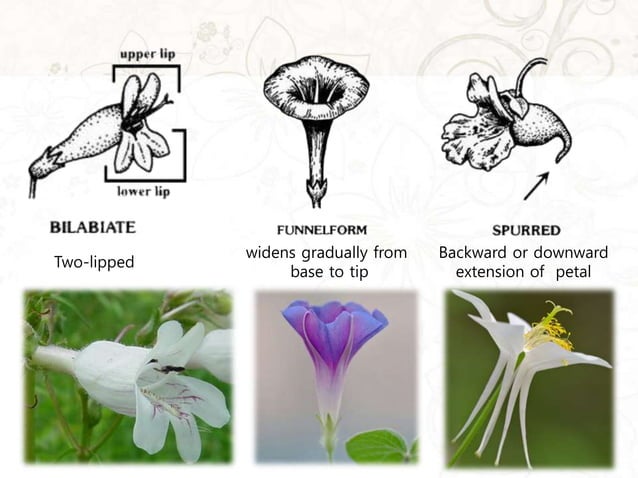 Flowers: Introduction , clove | PPTX