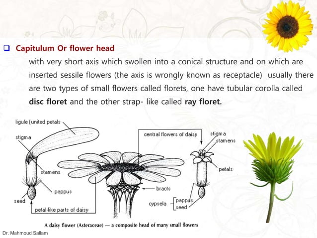 Flowers: Introduction , clove | PPTX