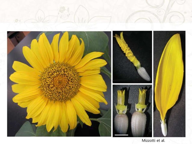 Flowers: Introduction , clove | PPTX