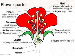 Flowers: Introduction , clove | PPTX