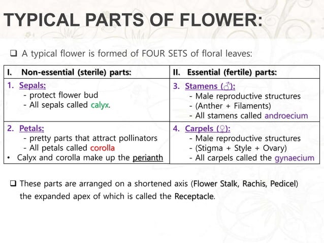 Flowers: Introduction , clove | PPTX