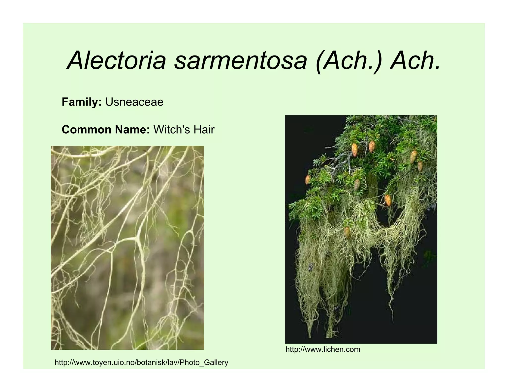 “Lichens of North America” | PDF
