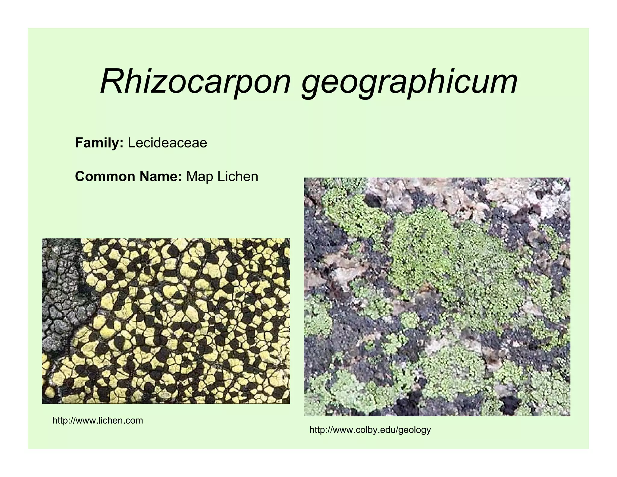 “Lichens of North America” | PDF