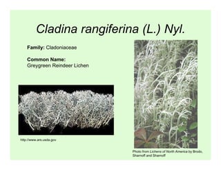 “Lichens of North America” | PDF