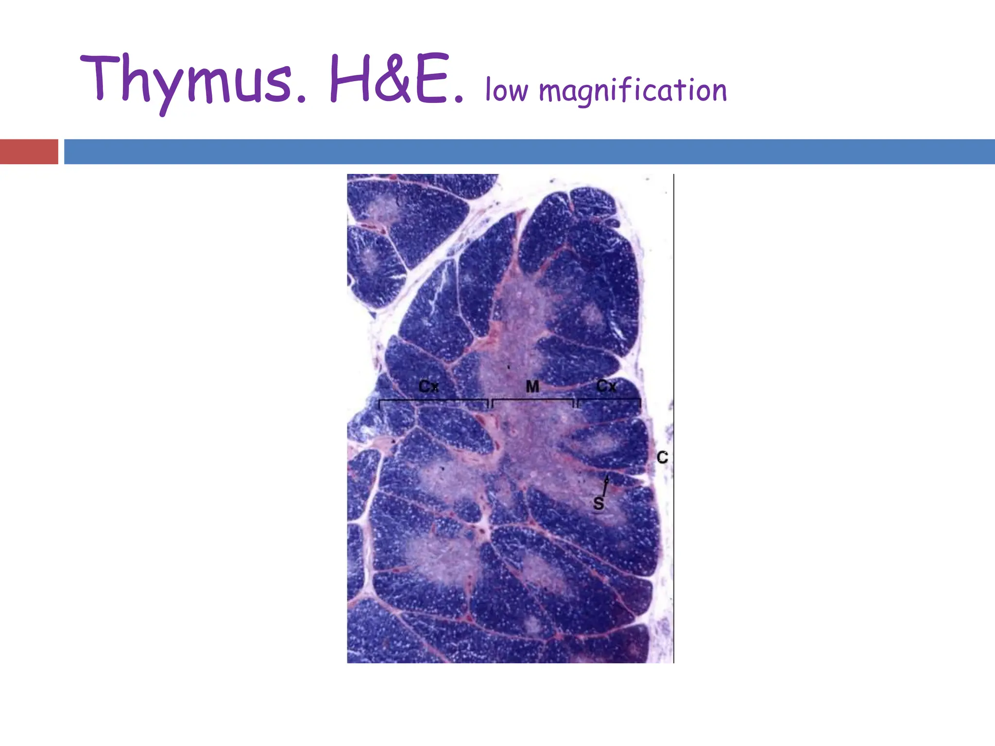 (thymus, lymph node) xxxxxxxxxxxxxxxxxxxx | PPTX