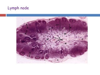 (thymus, lymph node) xxxxxxxxxxxxxxxxxxxx | PPTX