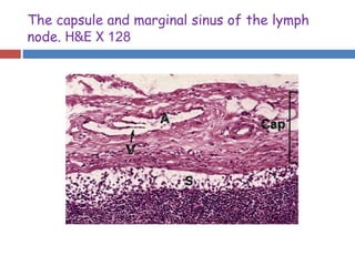 (thymus, lymph node) xxxxxxxxxxxxxxxxxxxx | PPTX
