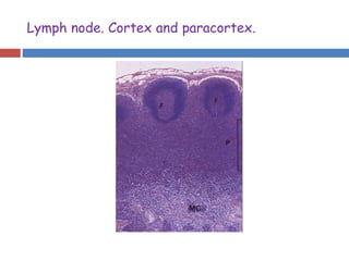 (thymus, lymph node) xxxxxxxxxxxxxxxxxxxx | PPTX