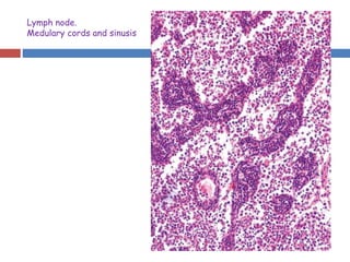 (thymus, lymph node) xxxxxxxxxxxxxxxxxxxx | PPTX