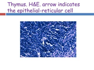 (thymus, lymph node) xxxxxxxxxxxxxxxxxxxx | PPTX