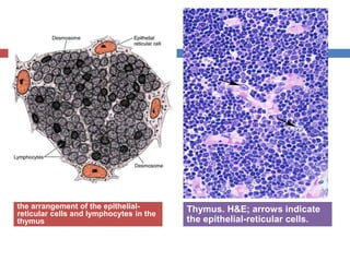 (thymus, lymph node) xxxxxxxxxxxxxxxxxxxx | PPTX