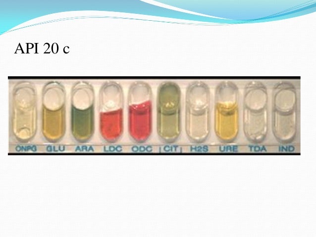 Lab 12 (yeasts and erysiphales)