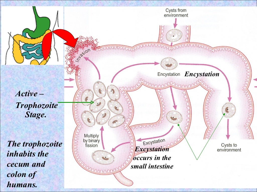 Lab 13 Balantidiasis