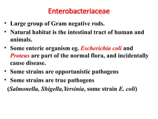 lab 14- Ecoli & Kleb 22. enterobacteriace pptx | PPT