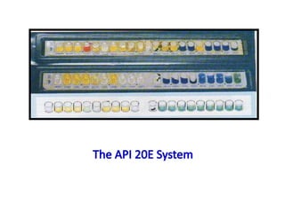 lab 14- Ecoli & Kleb 22. enterobacteriace pptx | PPTX