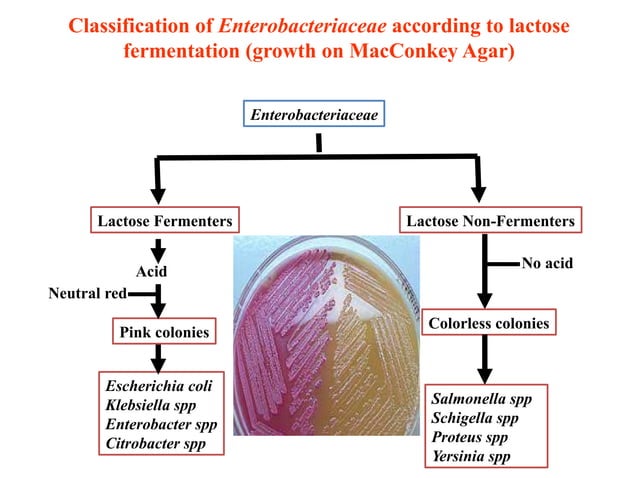 lab 14- Ecoli & Kleb 22. enterobacteriace pptx | PPT
