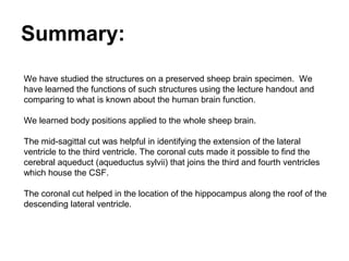 Lab 14 Sheepbraindiss 2 | PPT