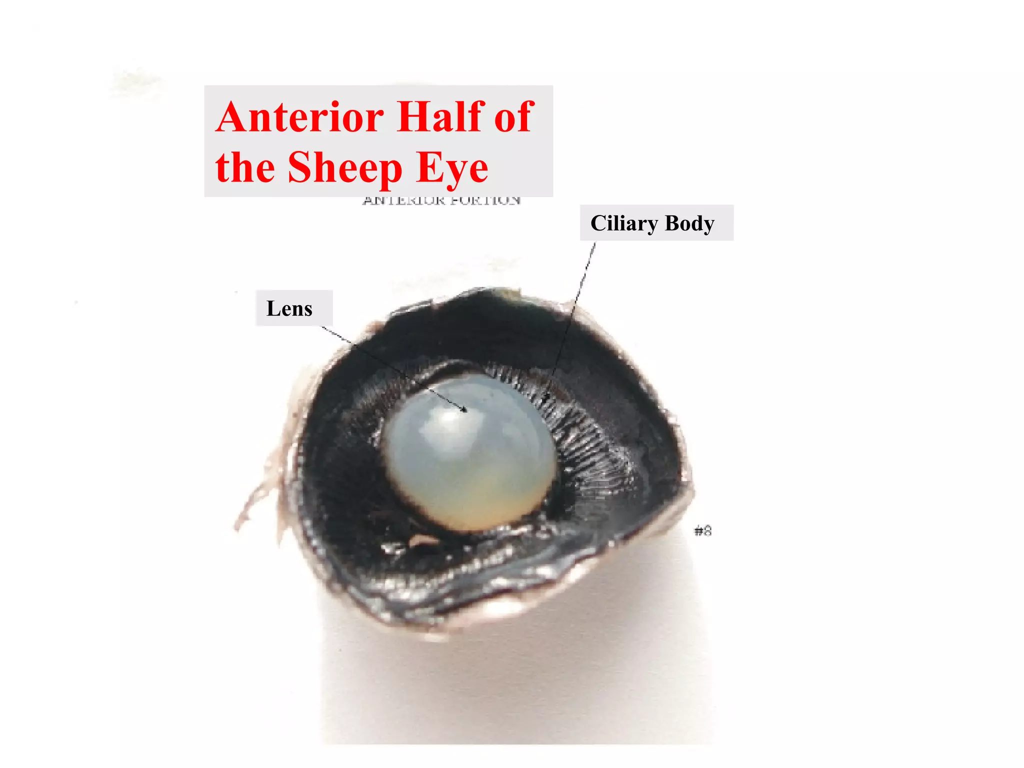 Lab 15 Sheepeyediss | PPT
