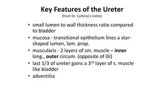 Lab16-UrinarySystemOrientation.pptx