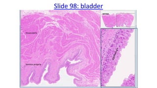 Lab16-UrinarySystemOrientation.pptx