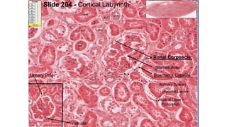 Lab16-UrinarySystemOrientation.pptx