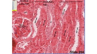 Lab16-UrinarySystemOrientation.pptx
