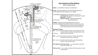Lab16-UrinarySystemOrientation.pptx