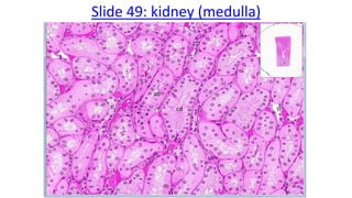 Lab16-UrinarySystemOrientation.pptx