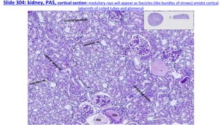 Lab16-UrinarySystemOrientation.pptx
