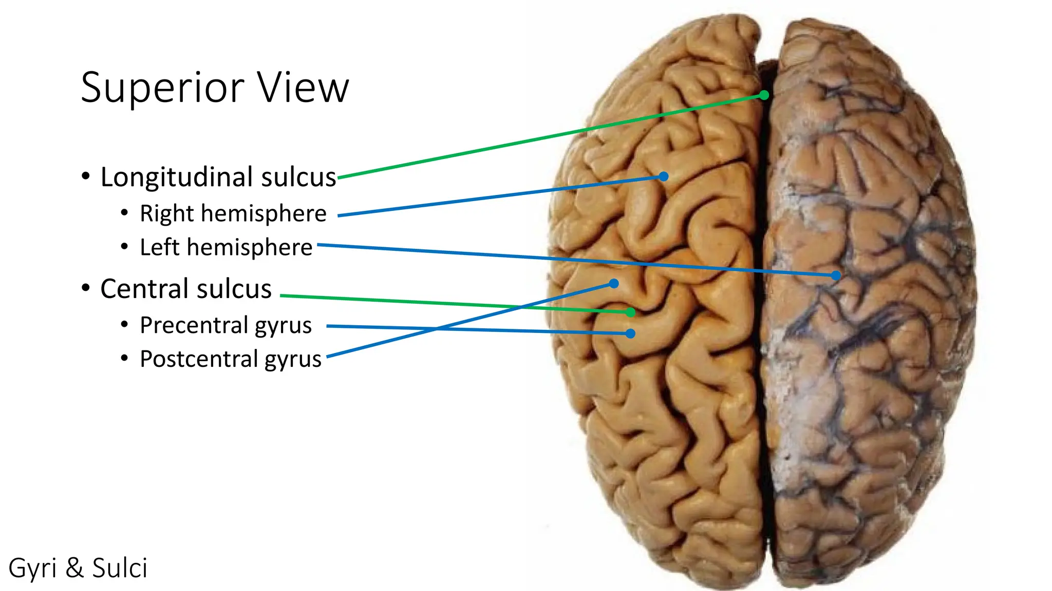 Lab 1 intro brain anatomy presentation.pdf