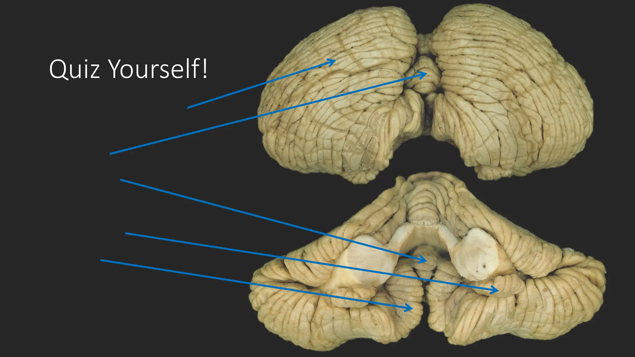 Lab 1 intro brain anatomy presentation.pdf